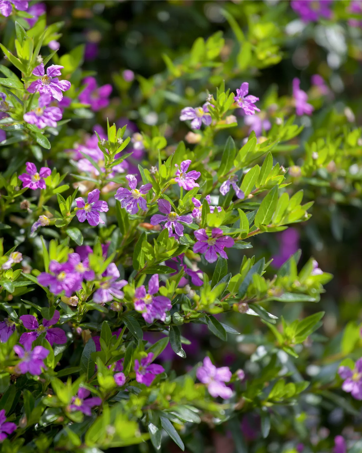 Cuphea Hyssopifolia Standort