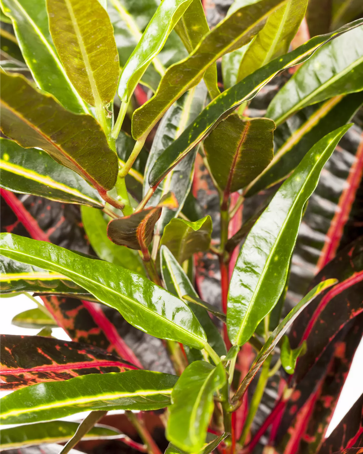 Gärtnerei Hegemann - Codiaeum, Kroton