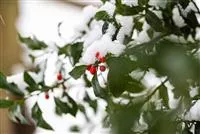 Gärtnerei Hegemann - Top 10 der besten Winterpflanzen für Garten und Balkon
